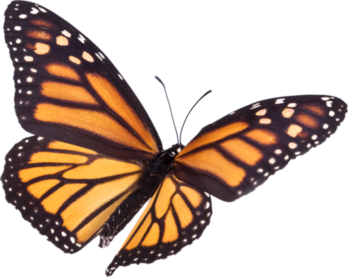Native Monarchs – Non-profit Website for Monarch Conservation