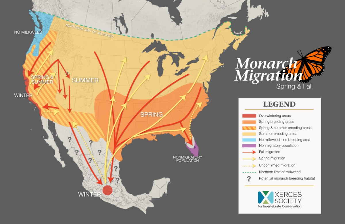 Creating Habitat - Native Monarchs