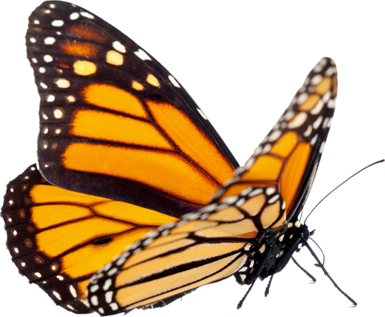 Creating Habitat - Native Monarchs