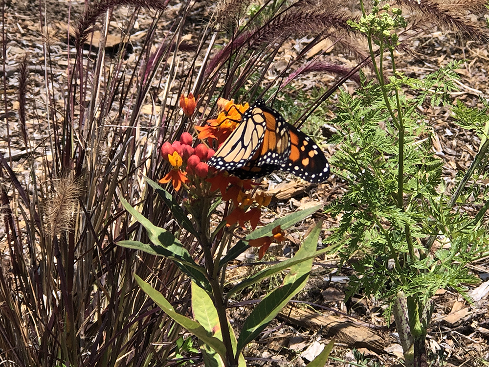 Success Stories - Native Monarchs