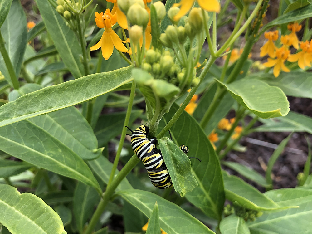 Success Stories - Native Monarchs