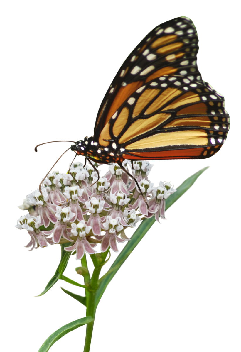 Native Monarchs – Non-profit Website for Monarch Conservation