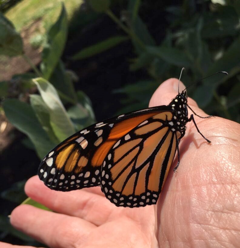 Untangling the Monarch Mystery: A Cautionary Tale of Premature ...