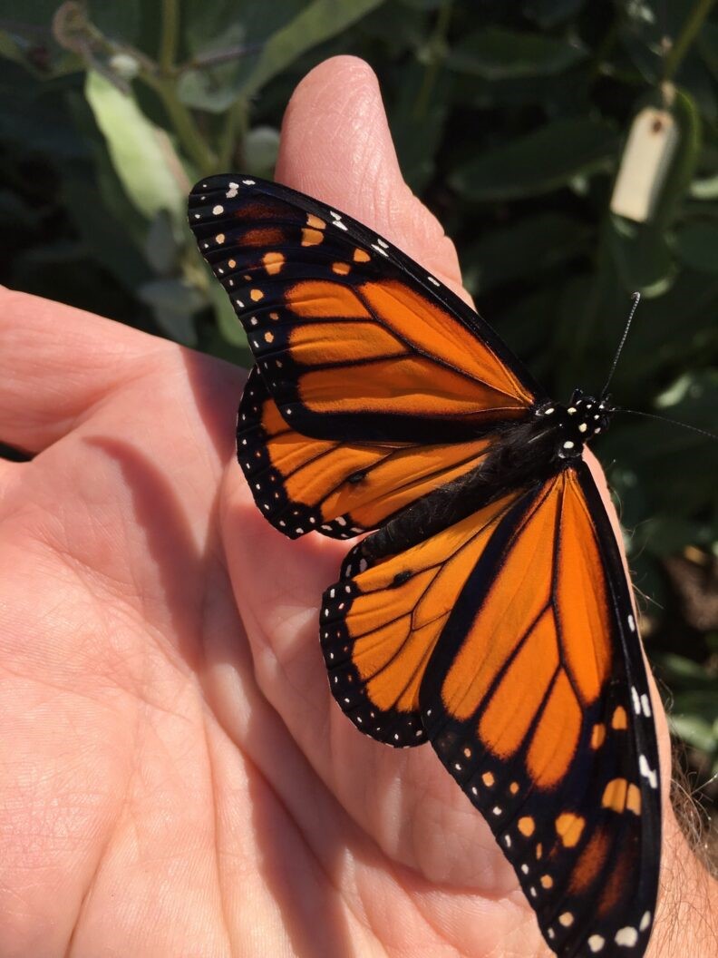 On The Controversy Over Milkweed & Monarch Butterflies – Native Monarchs